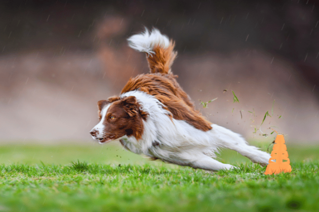 How to Keep Your Active Dog Healthy | Animal Wellness Magazine