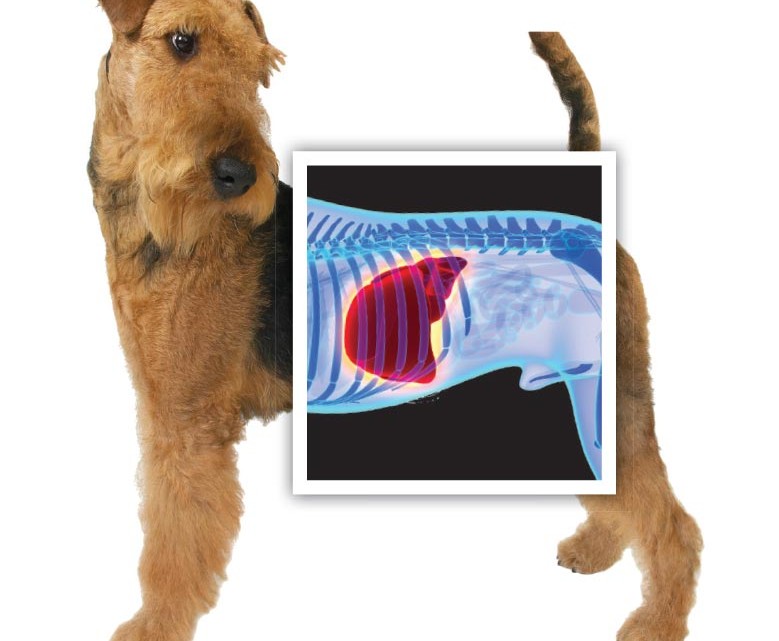 Detox your dog's liver | Animal Wellness Magazine