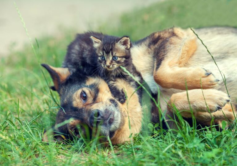 Enhance Your Dog’s or Cat’s Health at All Life Stages with Plasma ...