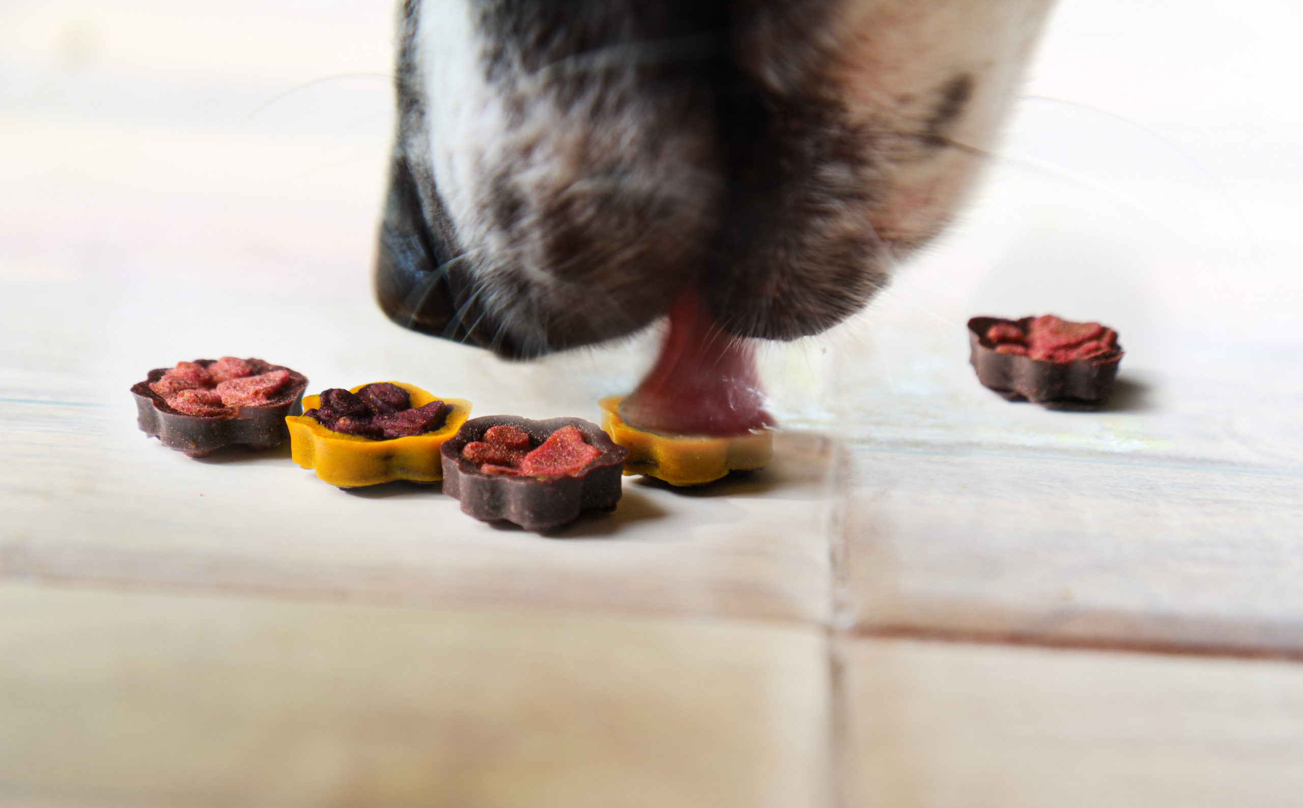 Can dogs savor their food? | Animal Wellness Magazine