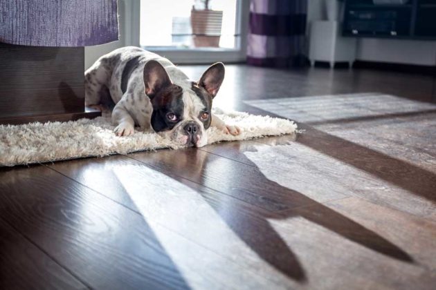 Tips to prevent your dog from slipping | Animal Wellness Magazine