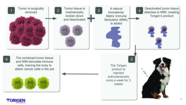 How Torigen is changing the fight against small animal cancer | Animal ...