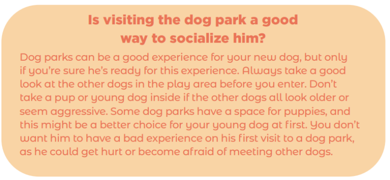 8 ways to socialize your new dog -- when you have to social distance ...