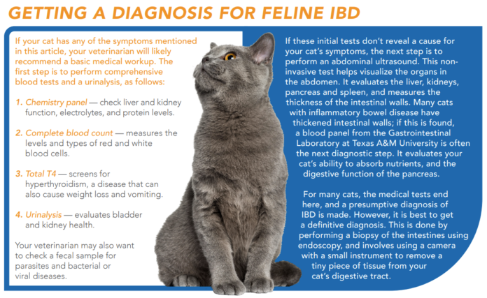 IBD in cats – an integrative approach to treatment | Animal Wellness ...