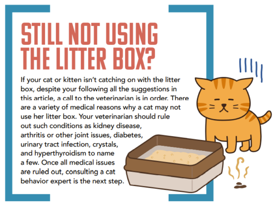 4 steps to litter-training your cat | Animal Wellness Magazine