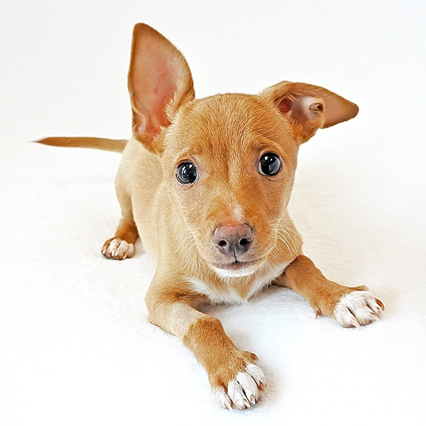 A look inside the world’s first model animal shelter | Animal Wellness ...
