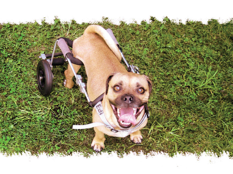 Caring for a paraplegic canine | Animal Wellness Magazine