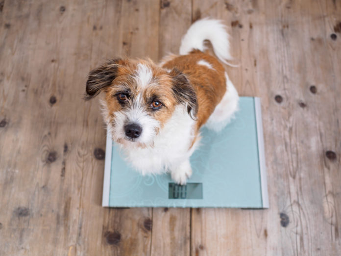 3 effective supplements for pet weight loss | Animal Wellness Magazine