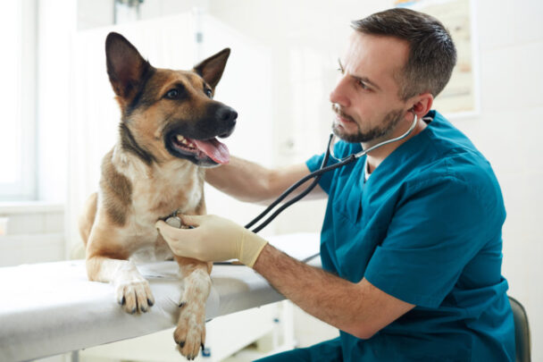 Should I call the vet? | Animal Wellness Magazine