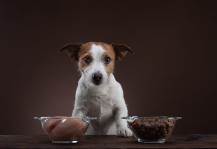 All about rotational feeding for dogs | Animal Wellness Magazine