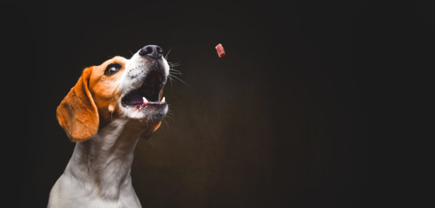 Dog Treats Going Moldy Is a Good Thing. No, Really! | Animal Wellness ...