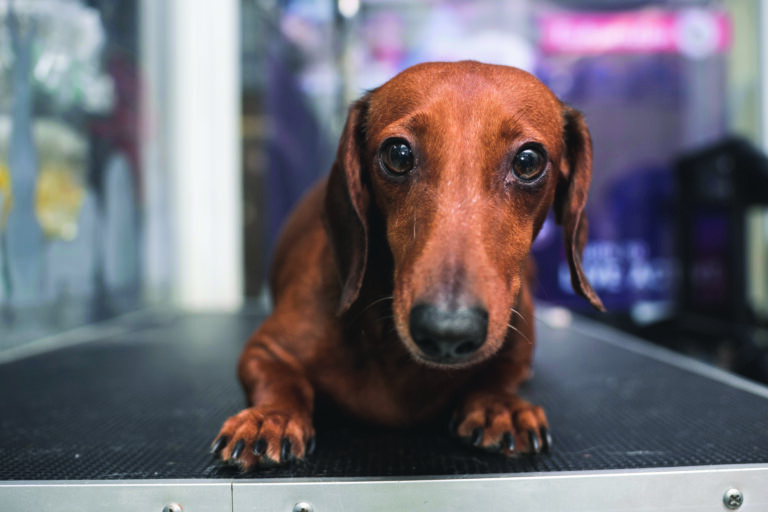 Signs of Canine Cognitive Dysfunction: Could It Affect Your Dog ...