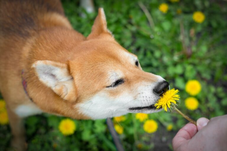 Ayurvedic Dosha Balancing in Dogs | Animal Wellness Magazine