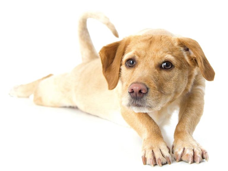 4 simple stretches for dogs | Animal Wellness Magazine