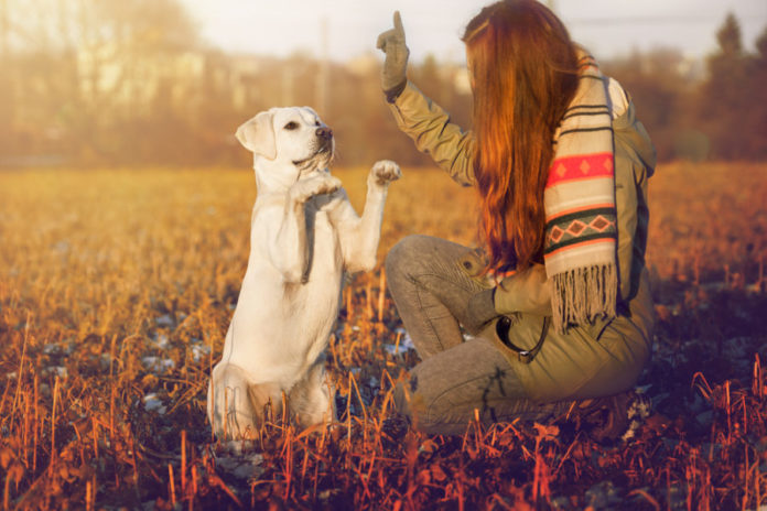 Pros of positive training | Animal Wellness Magazine